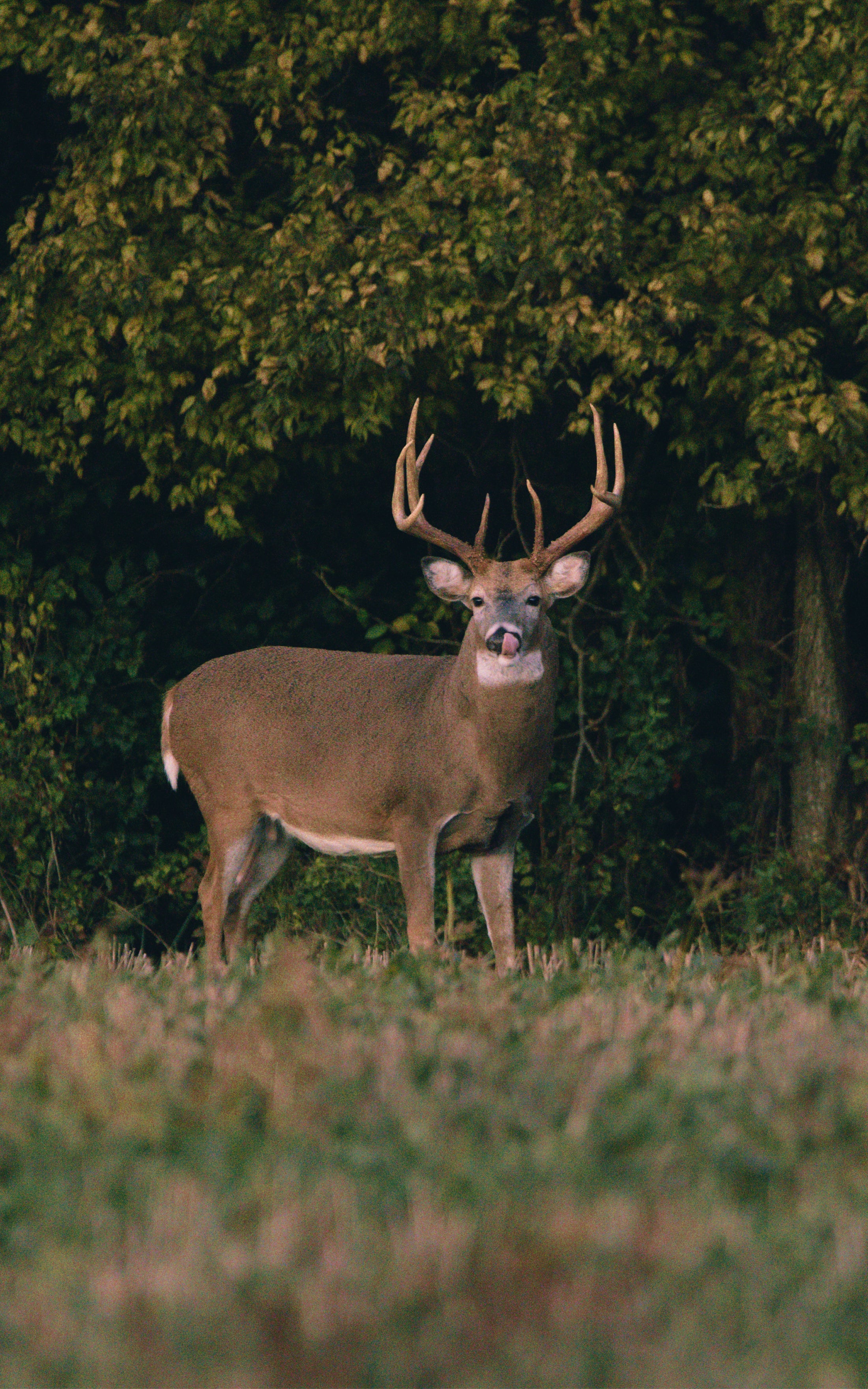 For Hunters, By Hunters | Food Plot Seed, Mineral and Feed